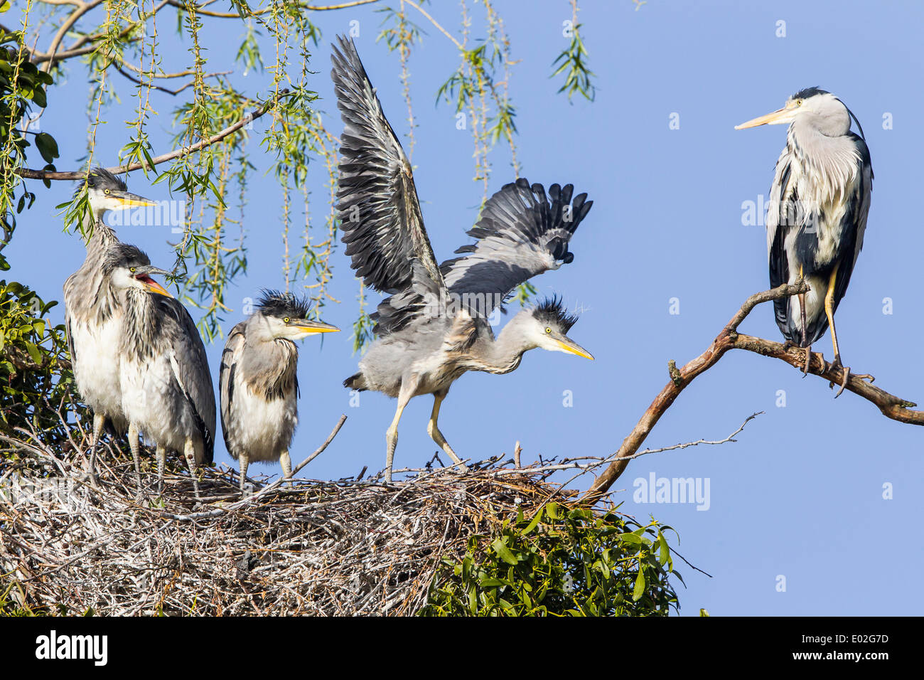 Adult birds and their young hi-res stock photography and images - Alamy