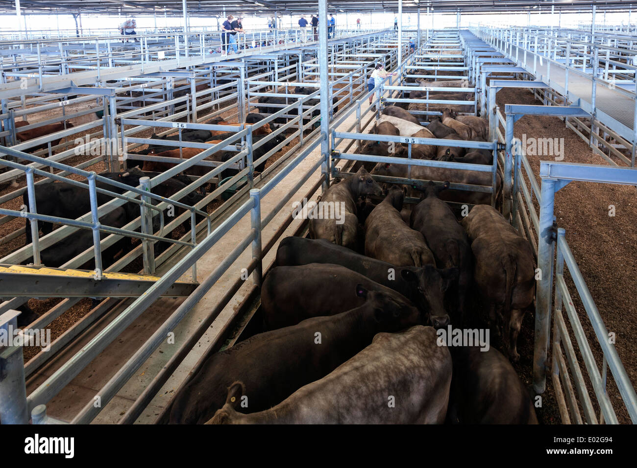 Muchea Livestock Market on cattle day Western Australia Stock Photo - Alamy