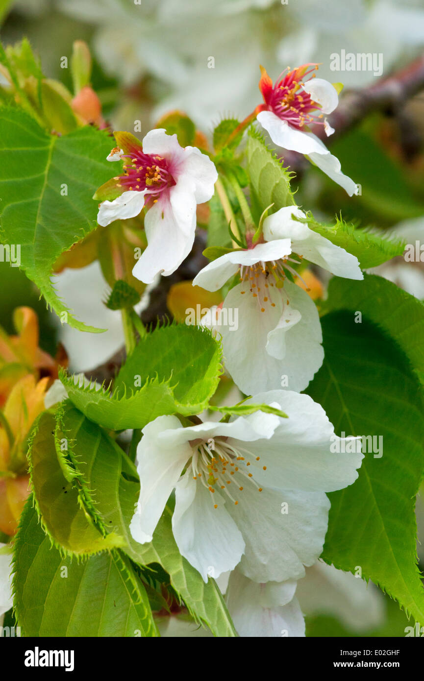 The white blossoms of the prunus serrulata Stock Photo - Alamy