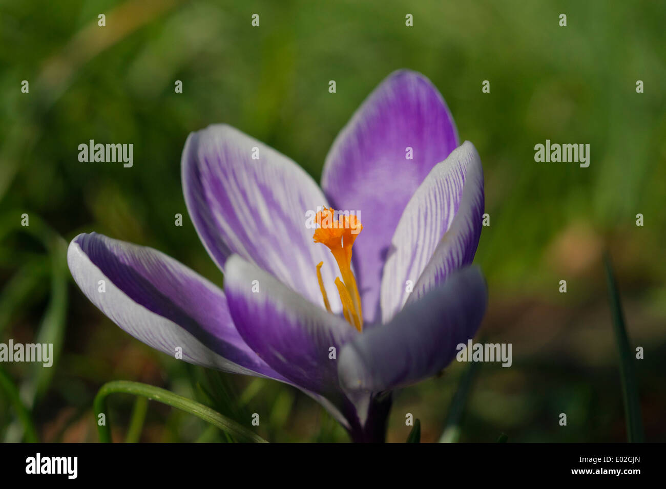 Crocus with striped leaves hi-res stock photography and images - Alamy