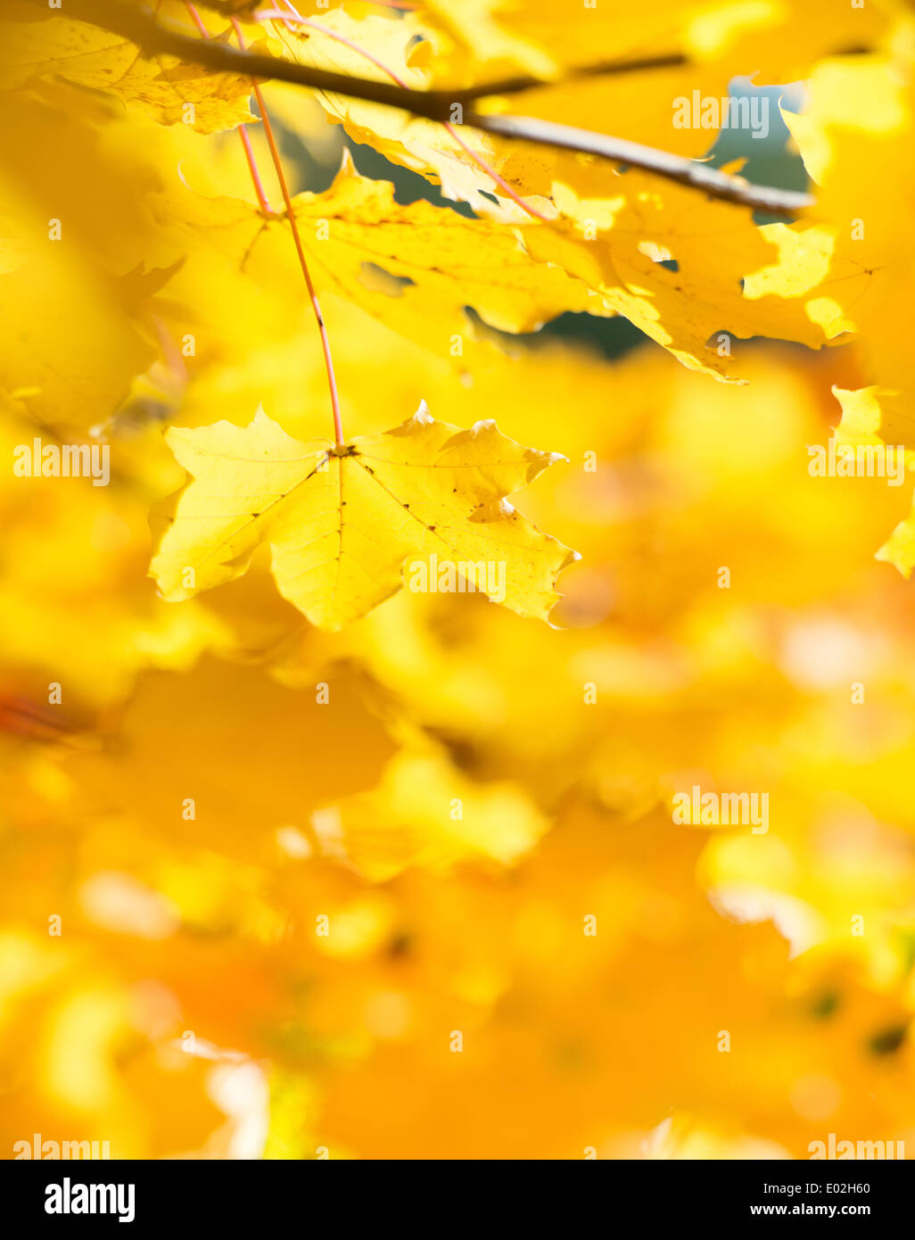 Nature detail of colorful fall foliage with yellow leaves, Sweden Stock ...