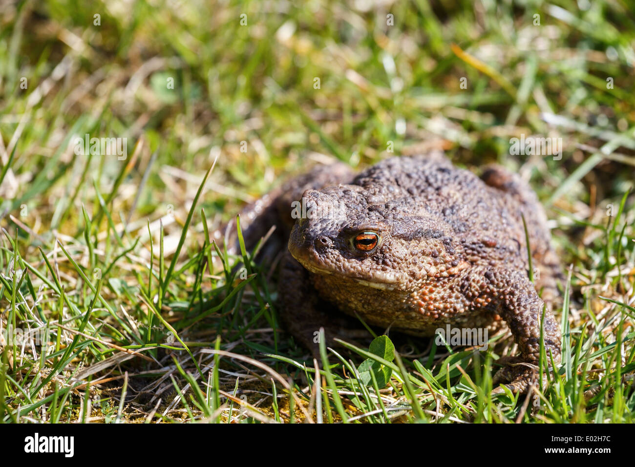 brown female toad in the sunny spring garden, czech republic Stock ...