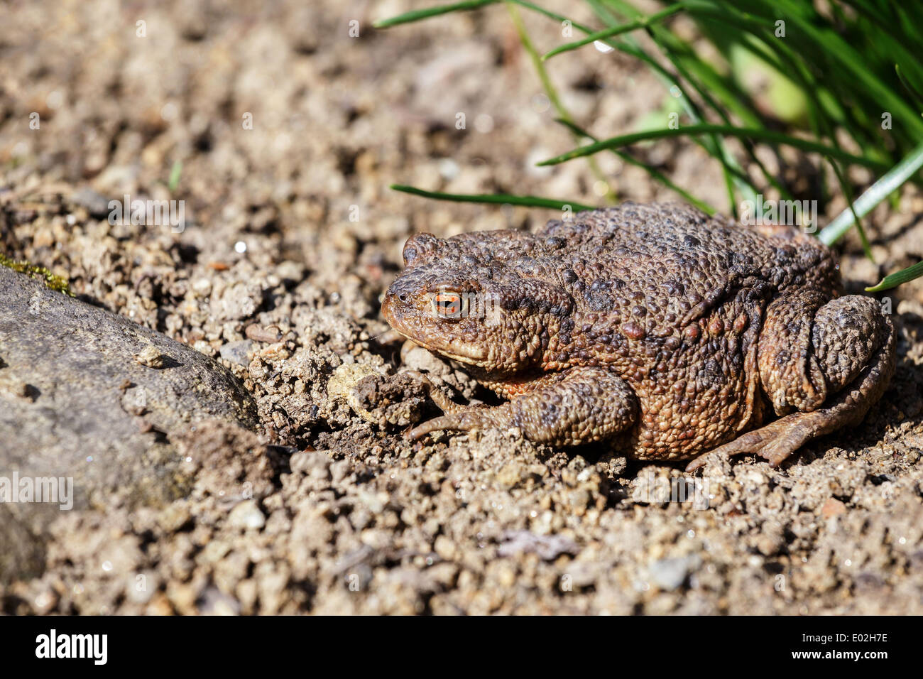 brown female toad in the sunny spring garden, czech republic Stock ...