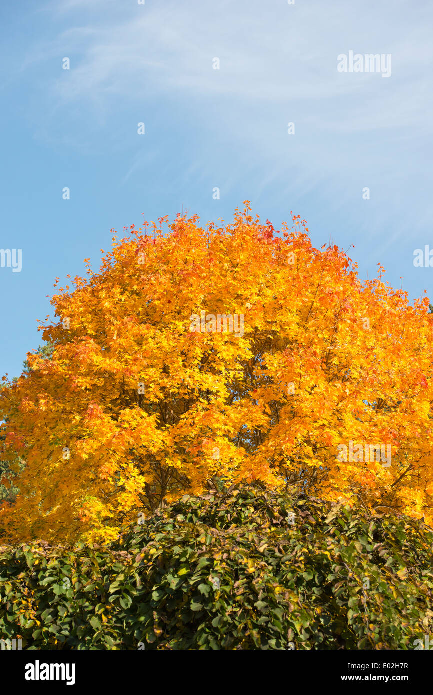 Colorful fall foliage with orange and green trees in nature, Sweden ...