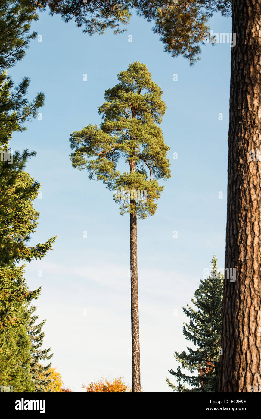 One pine tree in opening in forest, Sweden Stock Photo - Alamy