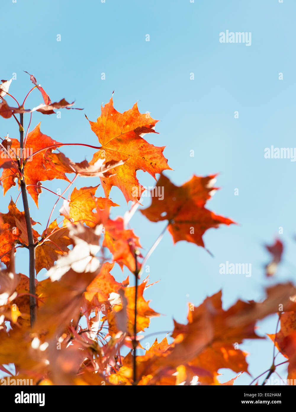 Nature detail of colorful fall foliage with red maple leaves, Sweden ...
