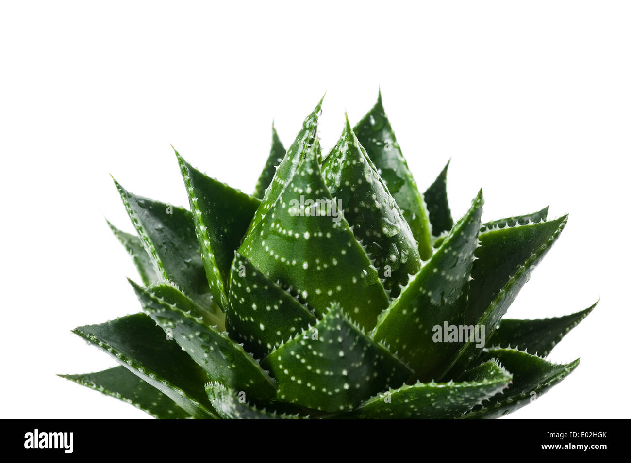 Aloe vera plant isolated on white Stock Photo - Alamy