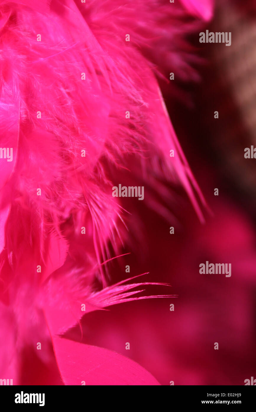 pink feather boah Stock Photo - Alamy