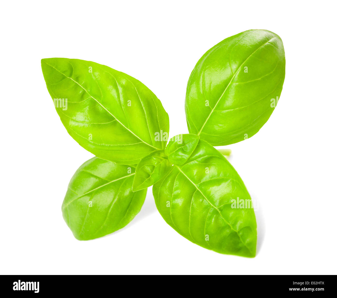 basil branch Isolated on white background Stock Photo - Alamy
