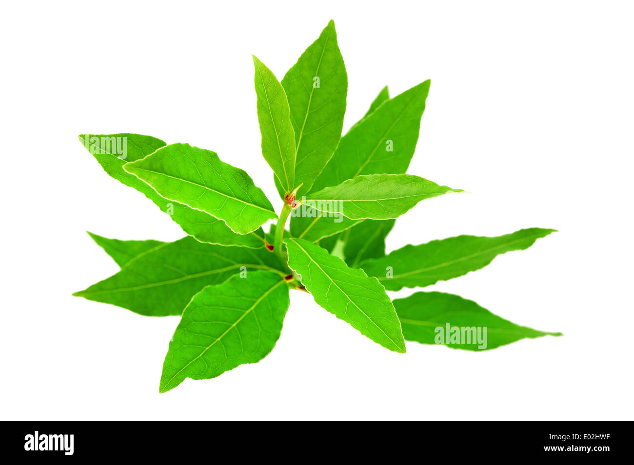 Laurel branch isolated on white Stock Photo - Alamy