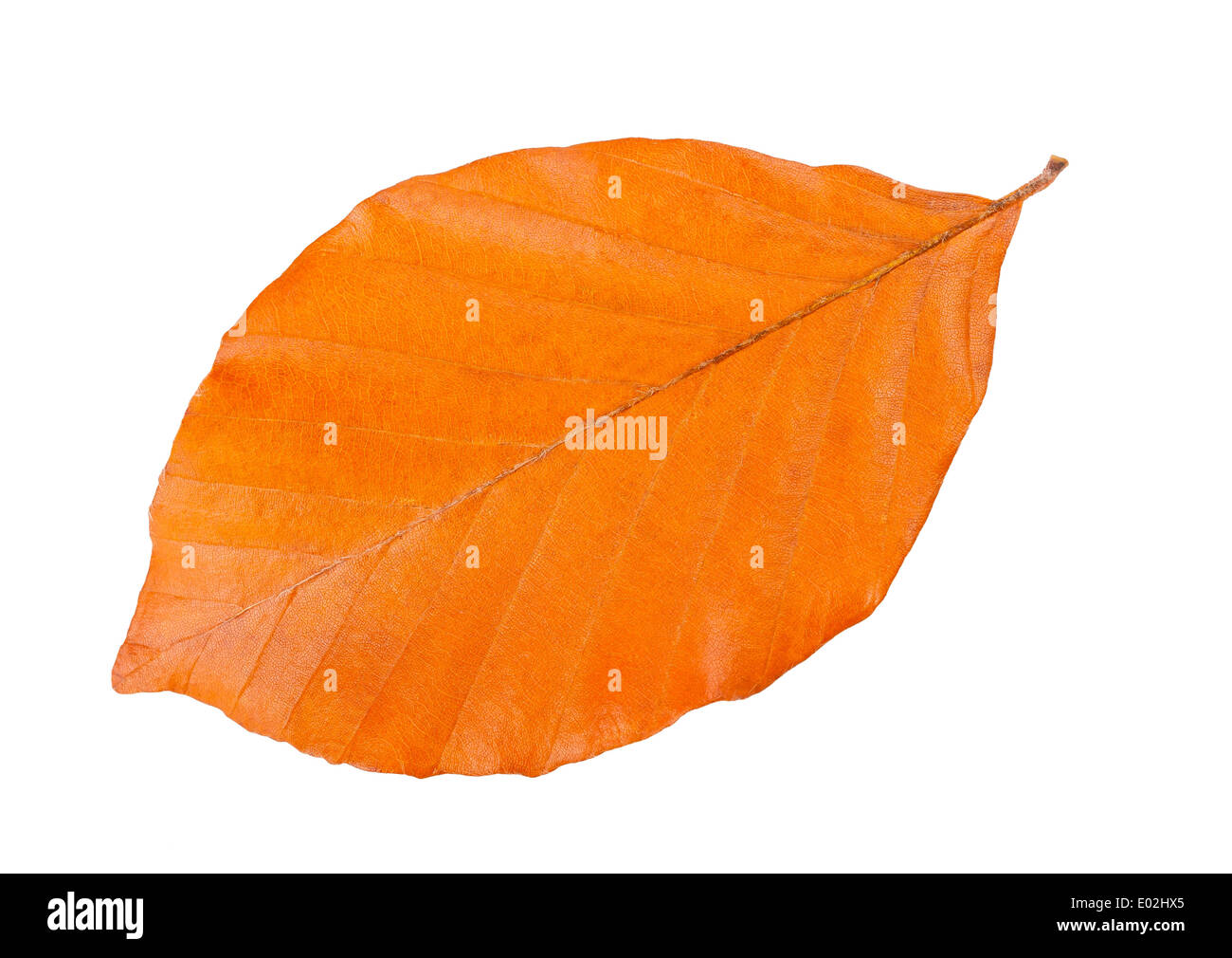 Fall beech leaves Cut Out Stock Images & Pictures - Alamy