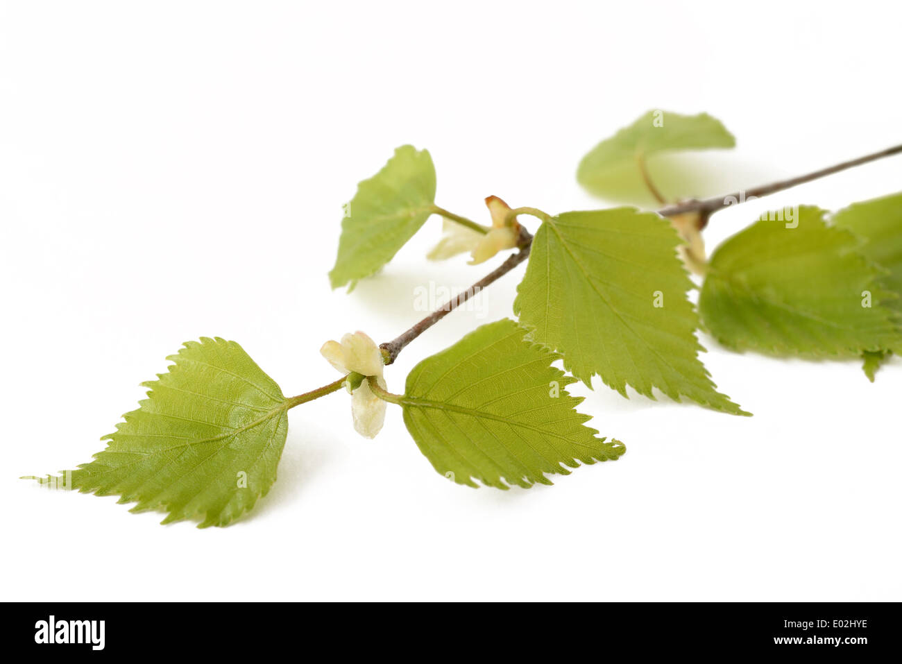 Isolated branch birch leaves hi-res stock photography and images - Alamy