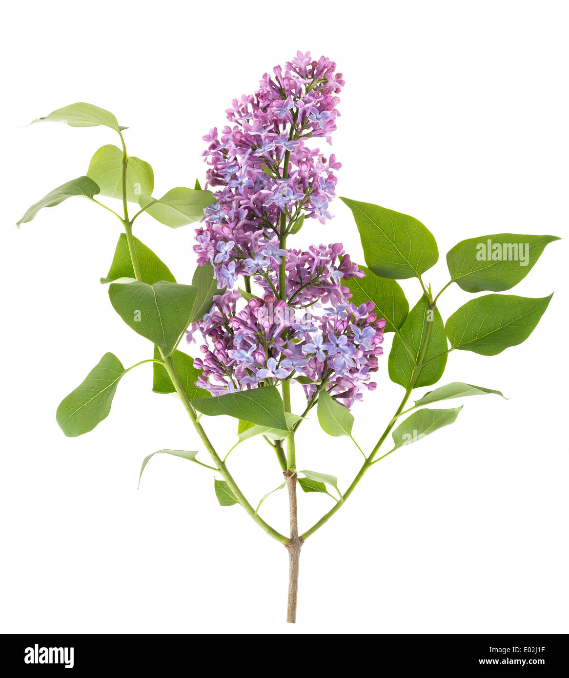 Beautiful blooming lilac branch on white background Stock Photo - Alamy