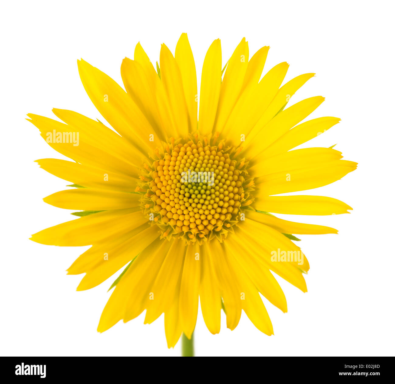 Yellow Daisy flower isolated on white background Stock Photo - Alamy