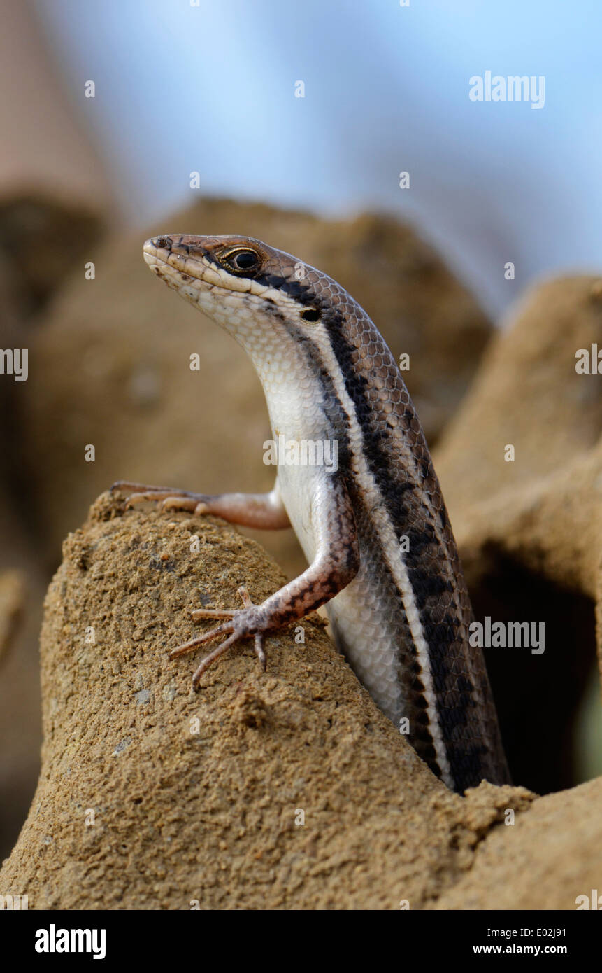 Mabuya hi-res stock photography and images - Alamy