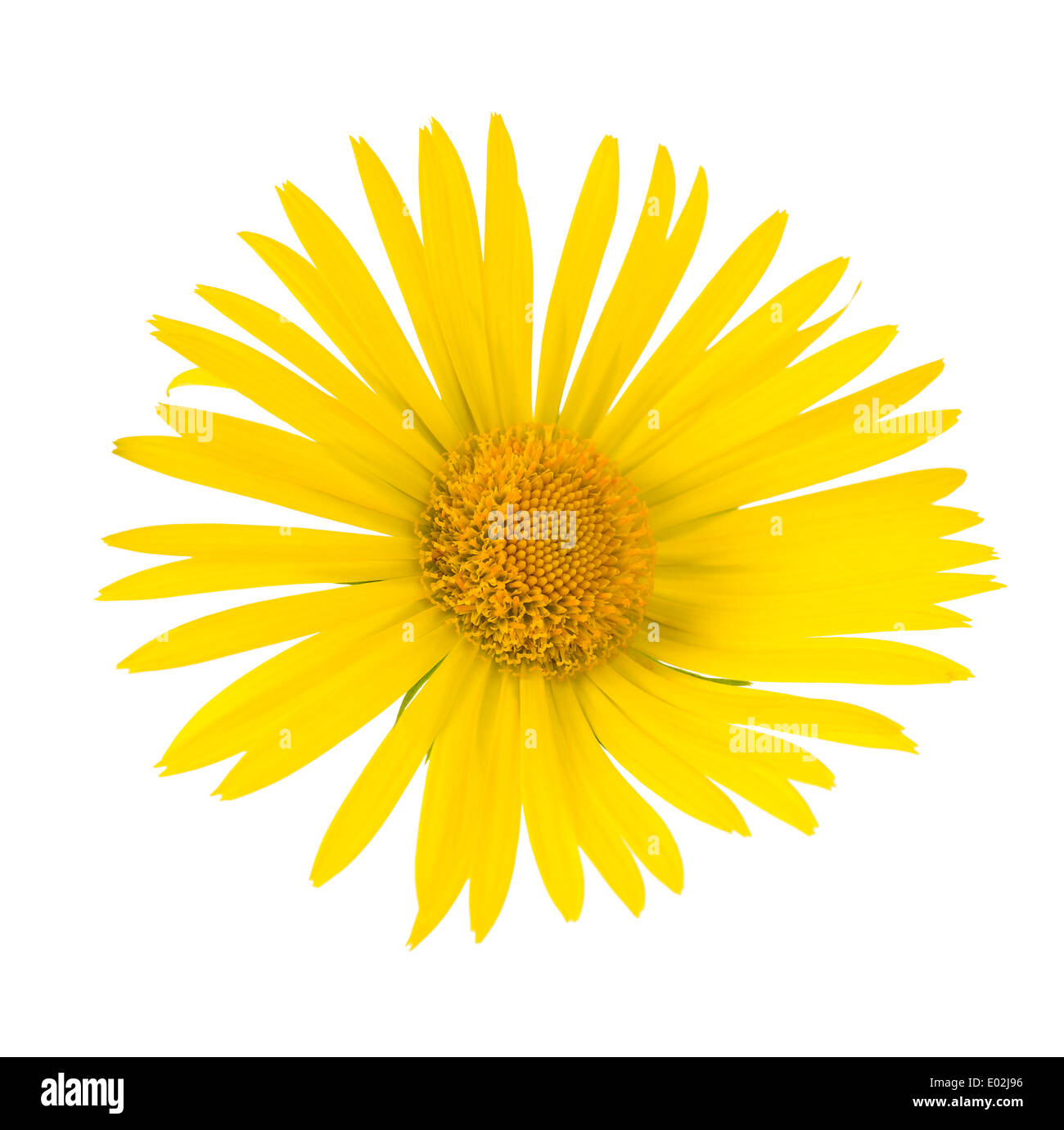 Yellow Daisy flower isolated on white background Stock Photo - Alamy