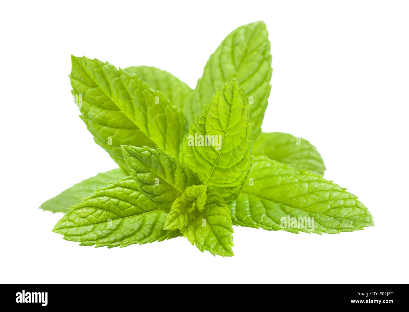 mint sprig isolated on white background Stock Photo - Alamy
