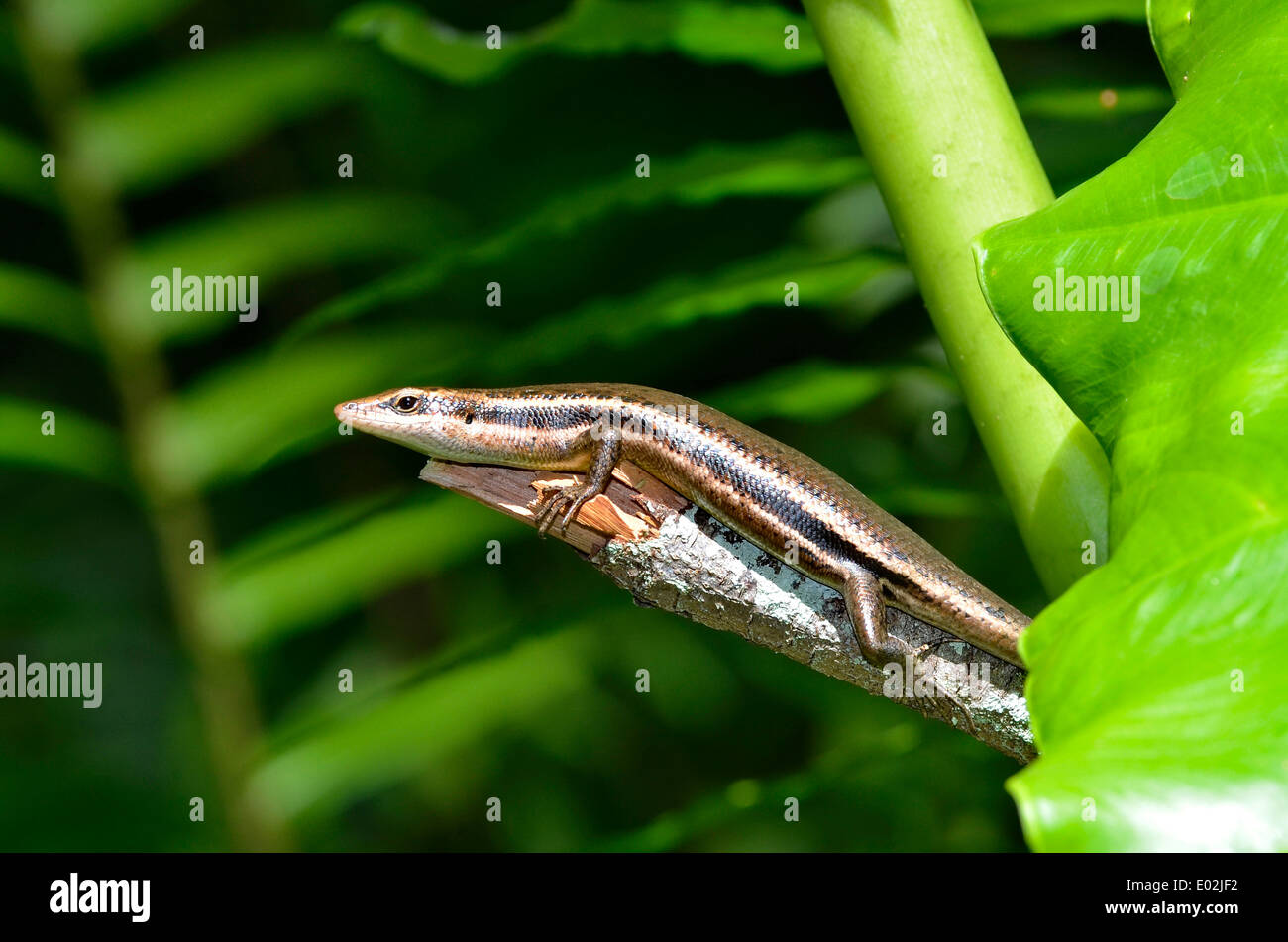 Seychelles skink, Mabuya seychellensis,, reptile endemic to Seychelles ...
