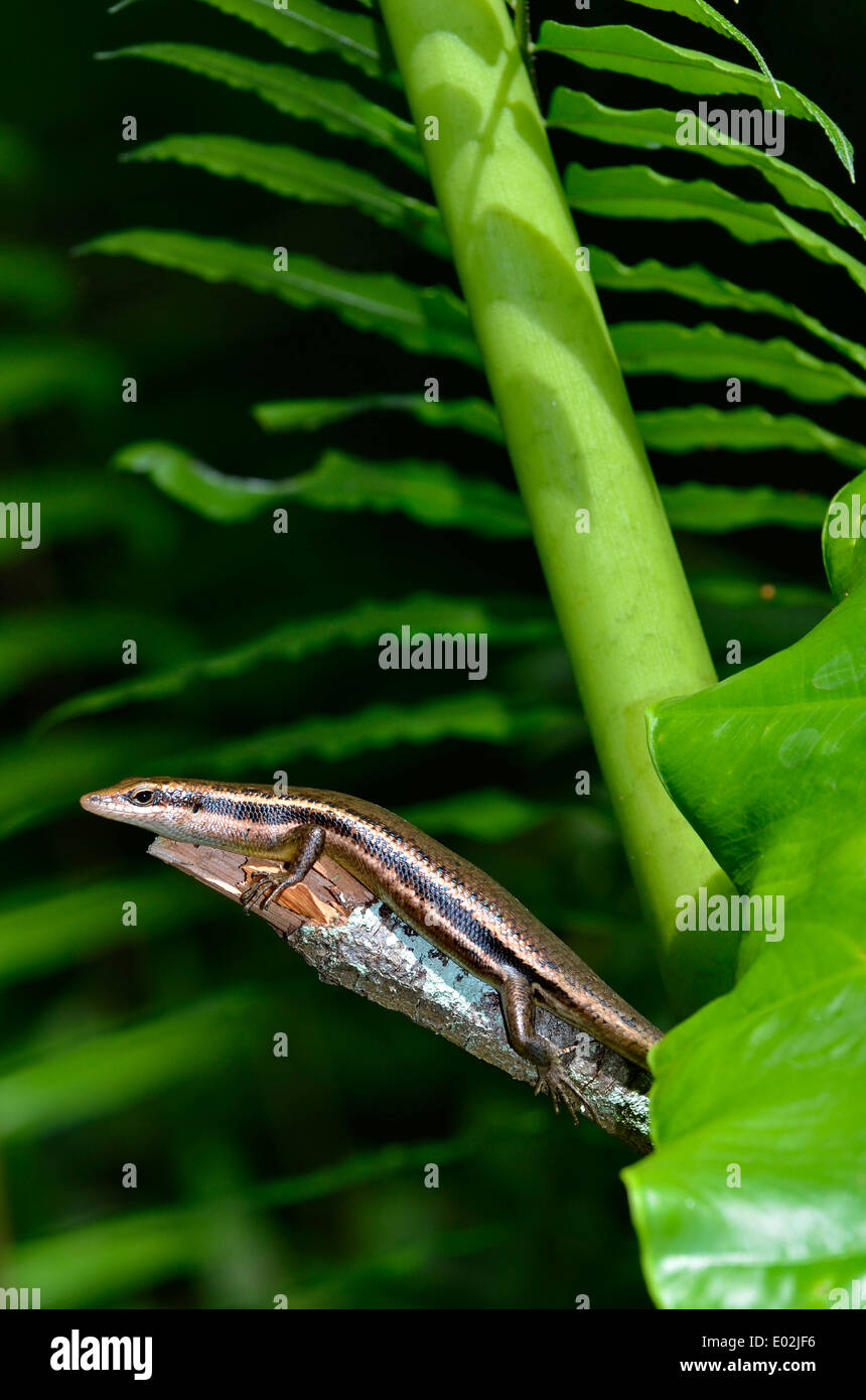 Seychelles skink, Mabuya seychellensis,, reptile endemic to Seychelles ...