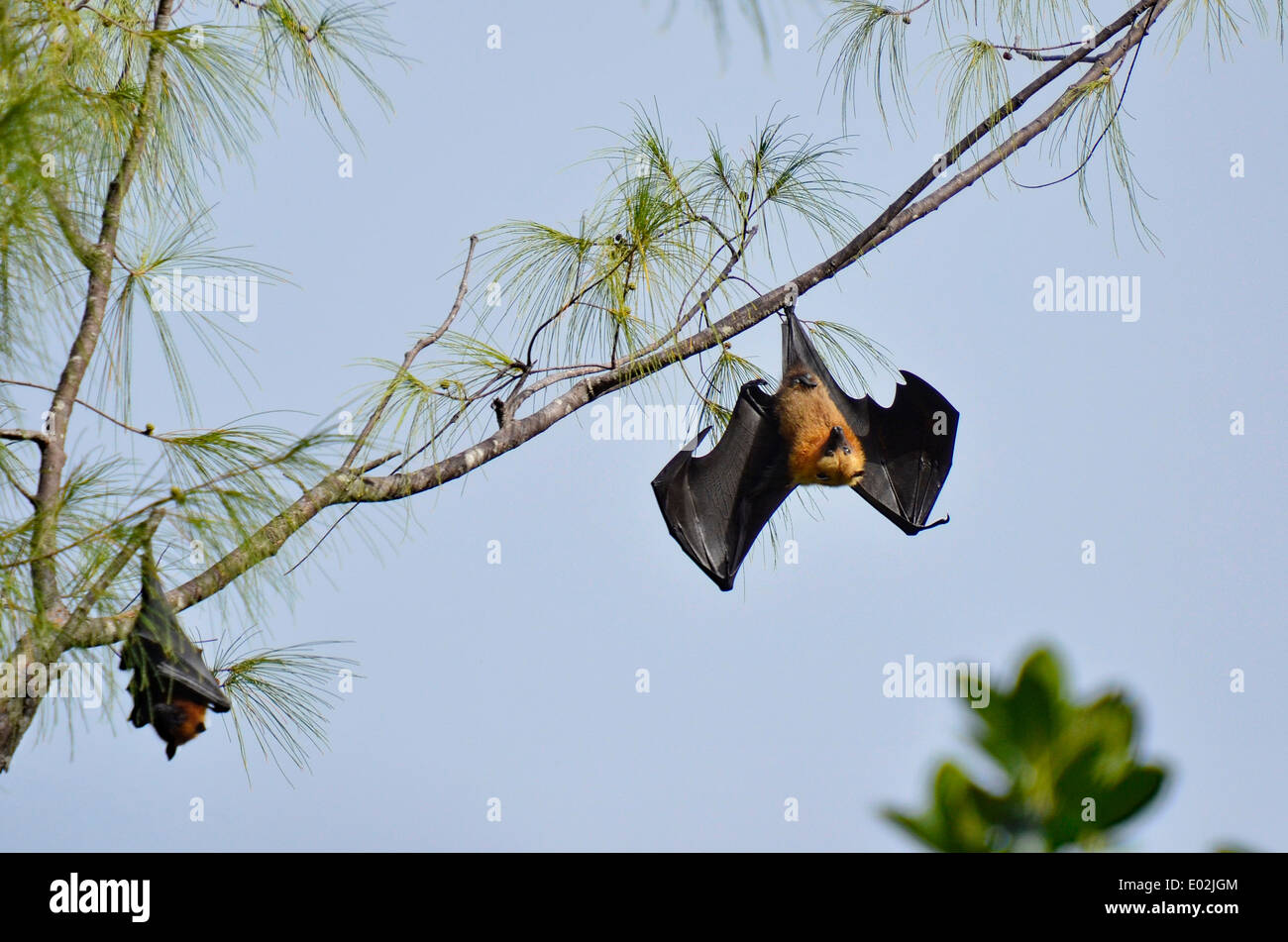 Seychelles flying fox, Pteropus seychellensis, bat endemic to ...