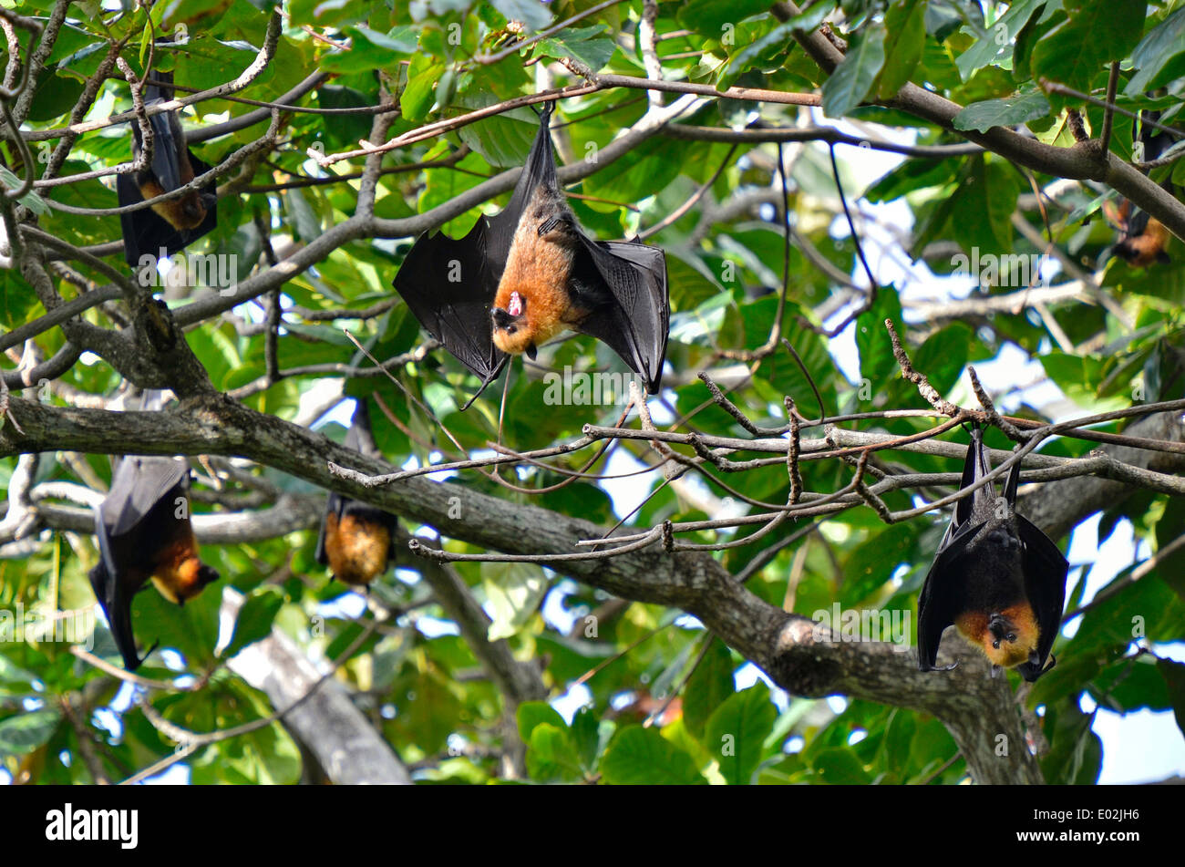 Seychelles flying fox, Pteropus seychellensis, bat endemic to ...