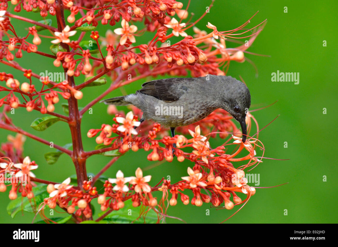 Seychelles Sunbird, Cinnyris dussumieri,, bird endemic to Seychelles ...