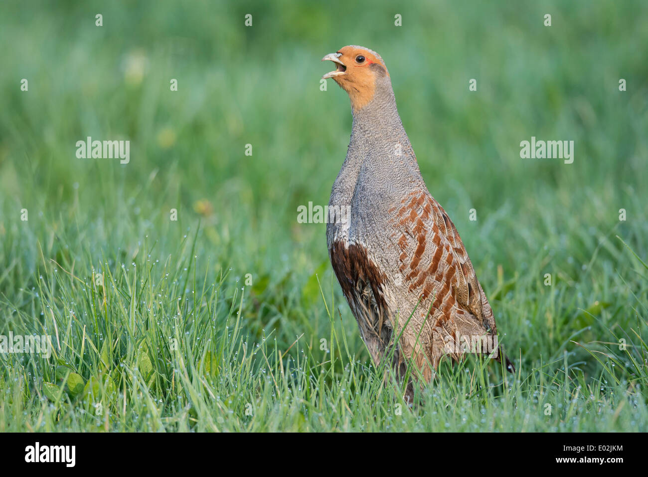 Perdix hi-res stock photography and images - Alamy