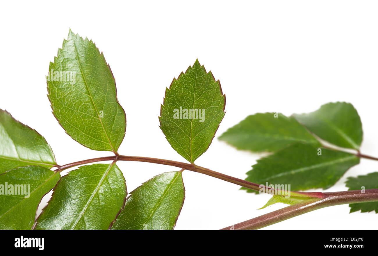 Rose branch with leaves isolated on white Stock Photo - Alamy