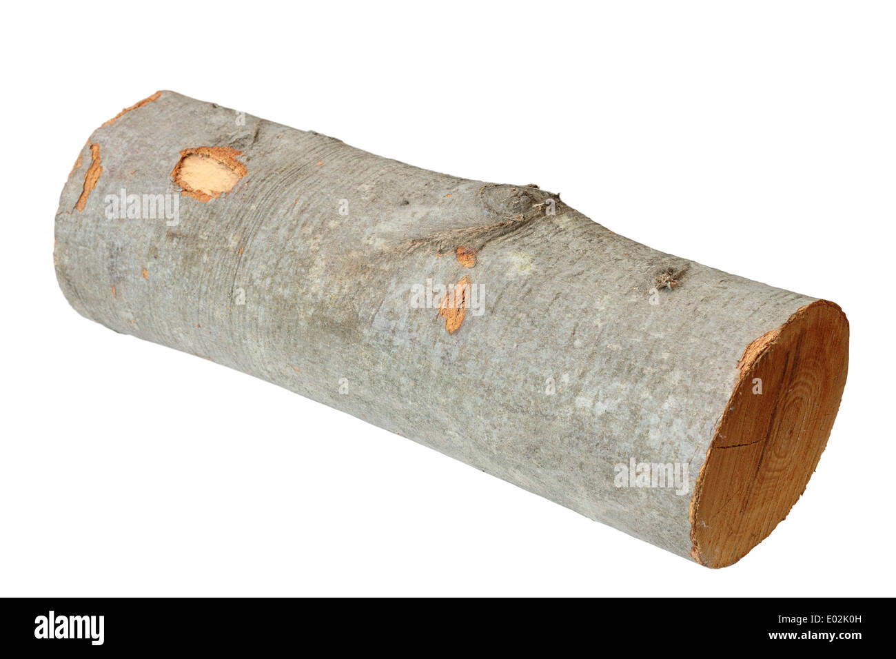 Beech stump Cut Out Stock Images & Pictures - Alamy