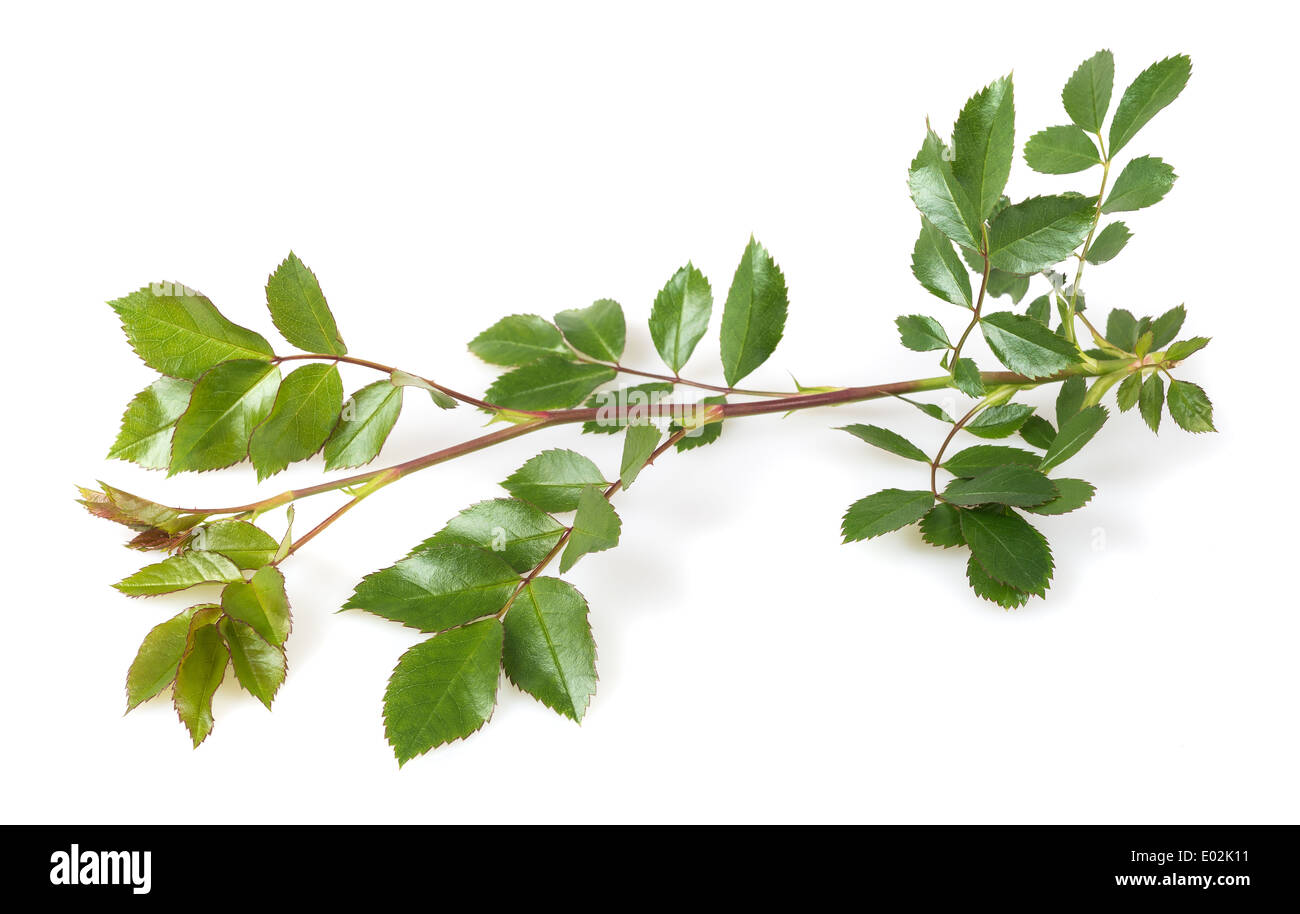 Rose leaves hi-res stock photography and images - Alamy