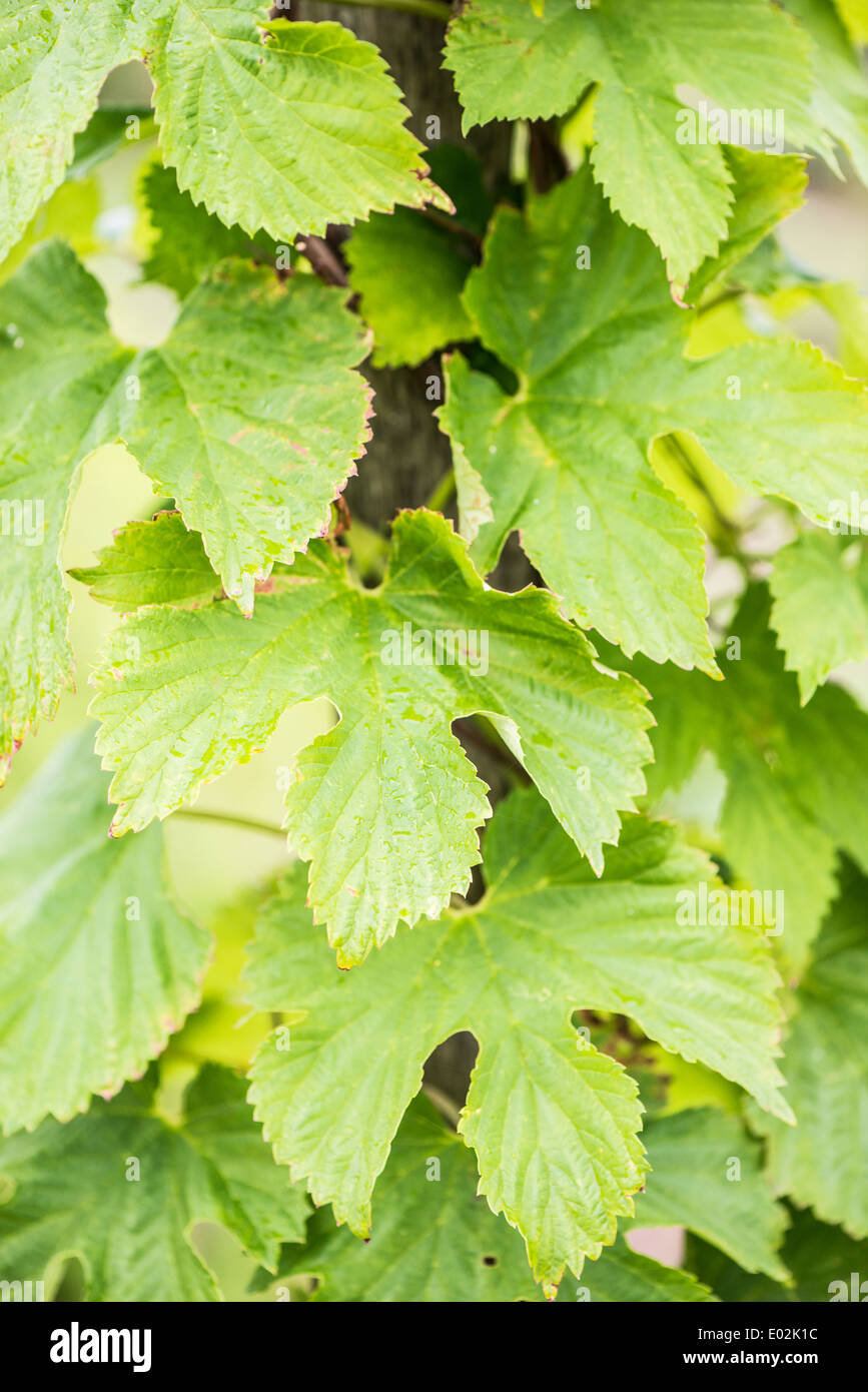 Closeup of Hop plant (Humulus lupulus) growing in summertime Stock ...