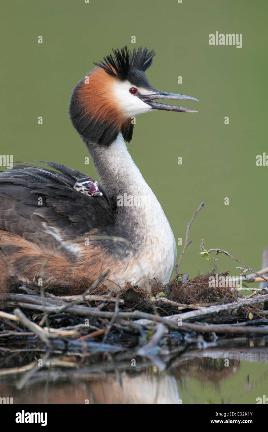 great crested grebe with chick, podiceps cristatus Stock Photo - Alamy