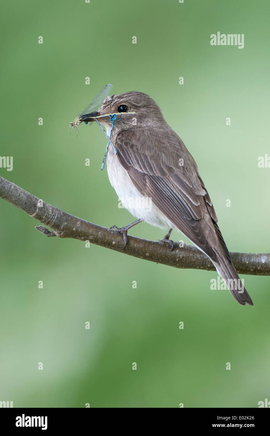 Spotted flycatcher hi-res stock photography and images - Alamy