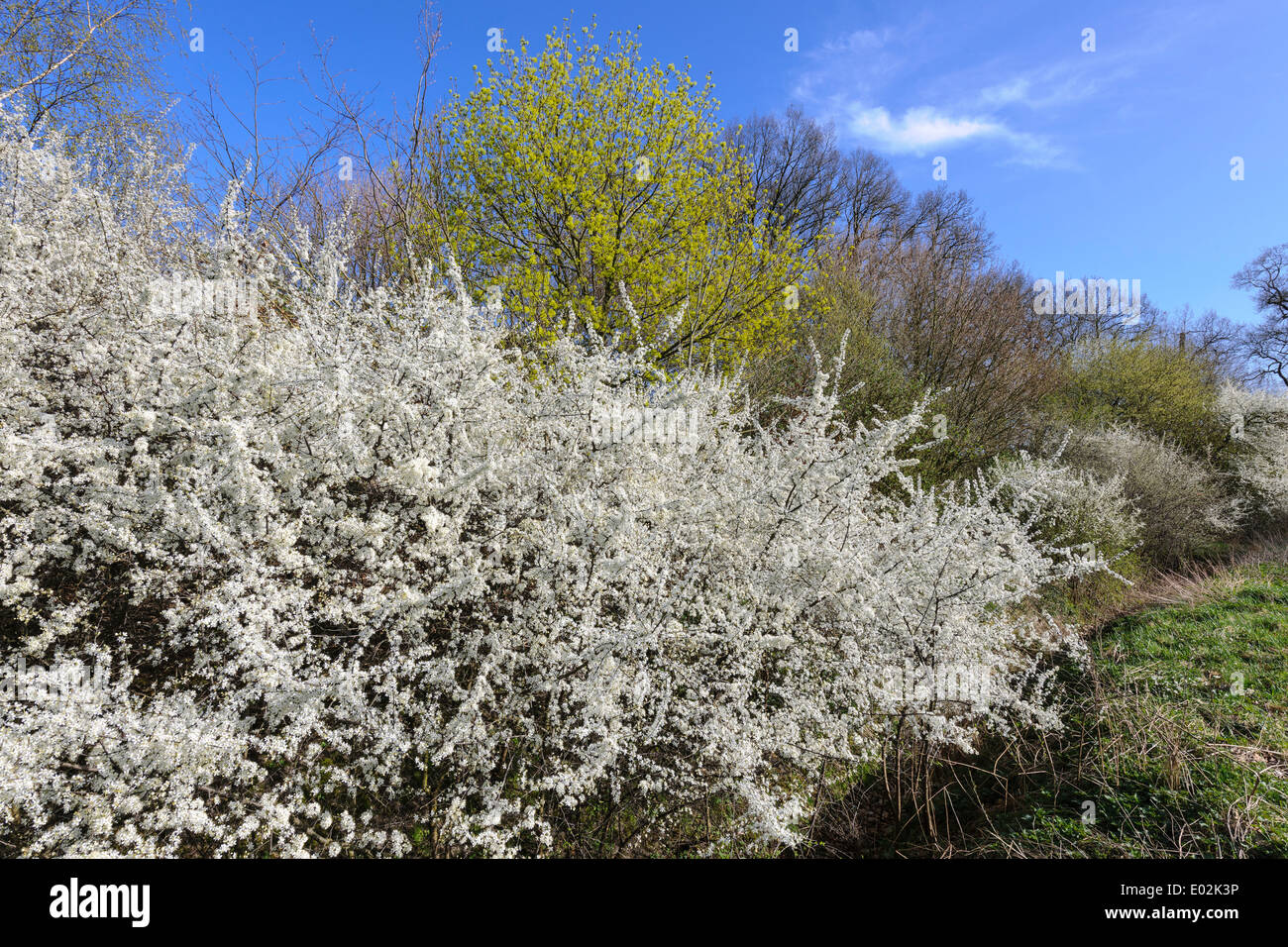 Blackthorn hedge spring hi-res stock photography and images - Alamy