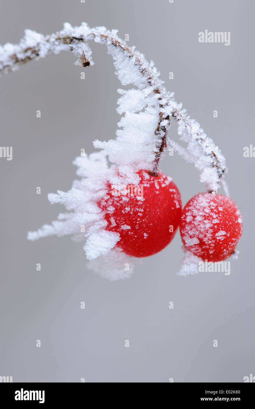 red berries of wayfaring tree (viburnum lantana) with hoar frost Stock ...