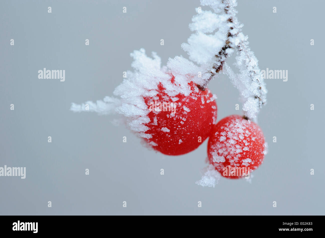 red berries of wayfaring tree (viburnum lantana) with hoar frost Stock ...