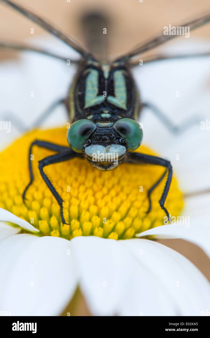 Common club tail hi-res stock photography and images - Alamy