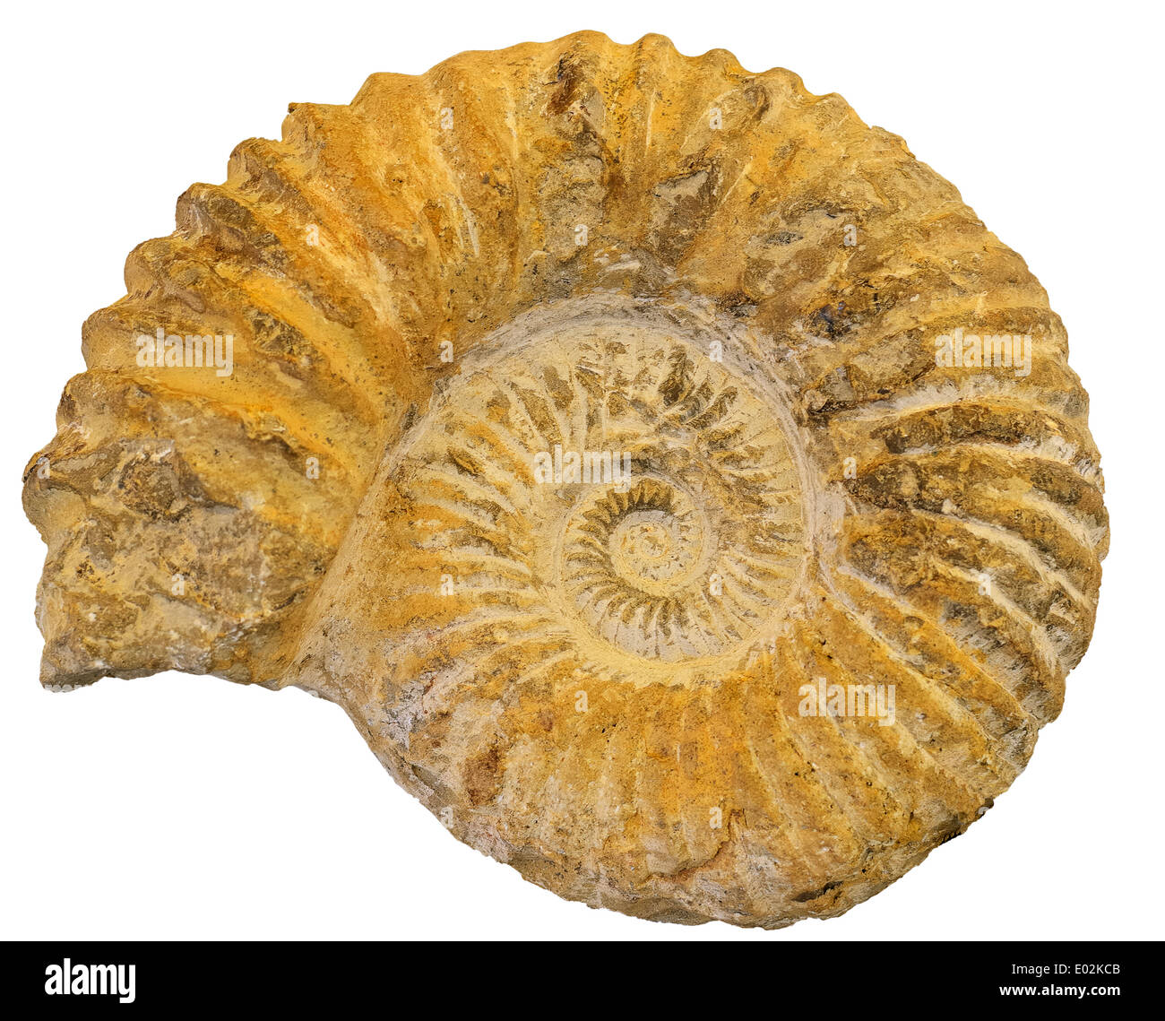 Fossil ammonite hi-res stock photography and images - Alamy