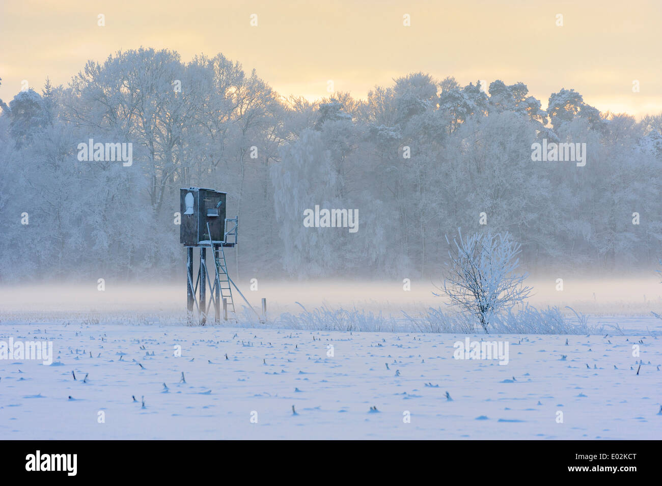 Plants to hide fence hi-res stock photography and images - Alamy