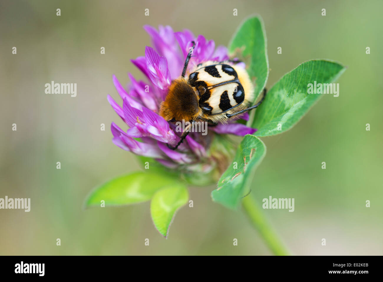 bee beetle on clover blossom, trichius fasciatus Stock Photo - Alamy