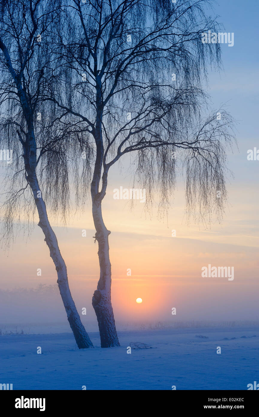 Birch trees snow hi-res stock photography and images - Alamy