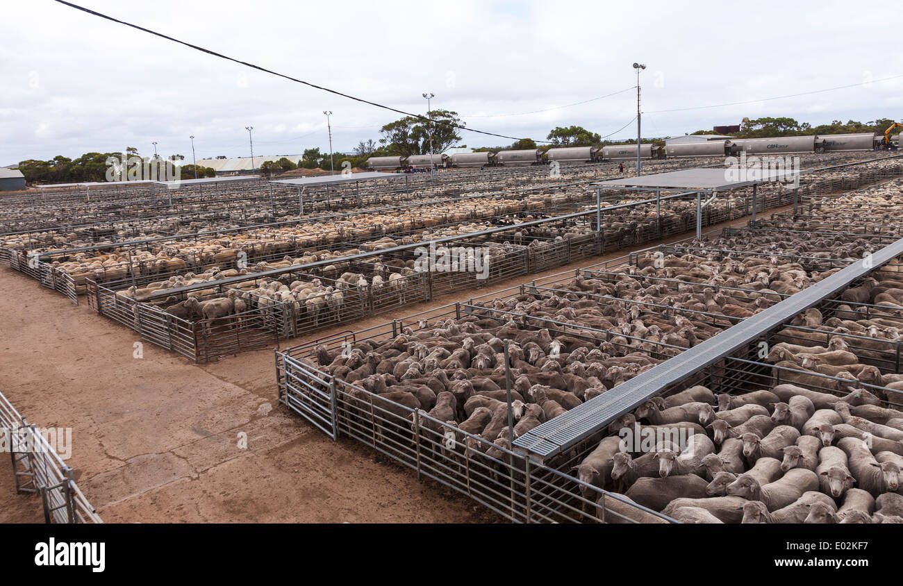 Katanning Saleyard Complex, the largest sheep selling centre in Western ...