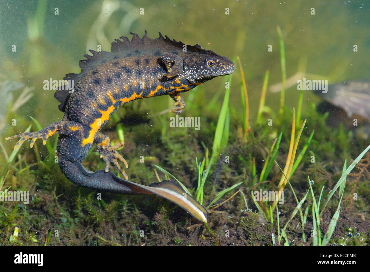 Crested Newt High Resolution Stock Photography and Images - Alamy