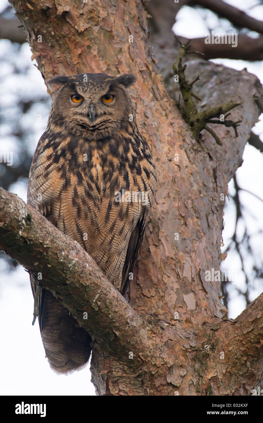 Eurasian Eagle-Owl, Bubo bubo, Germany Stock Photo - Alamy