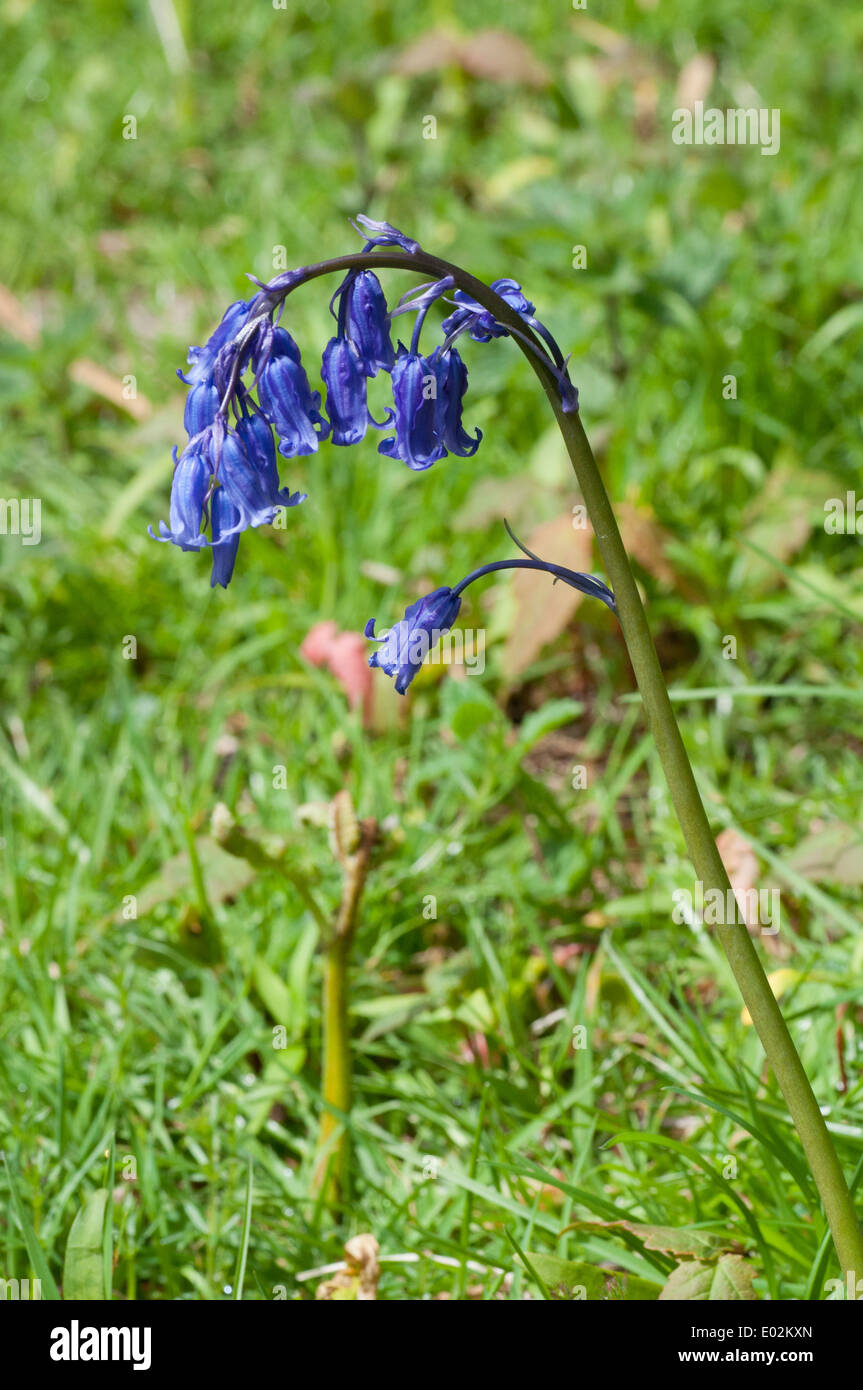 Irish bell flower hi-res stock photography and images - Alamy
