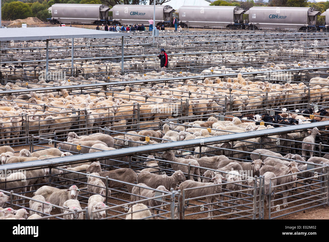 Katanning Saleyard Complex, the largest sheep selling centre in Western ...