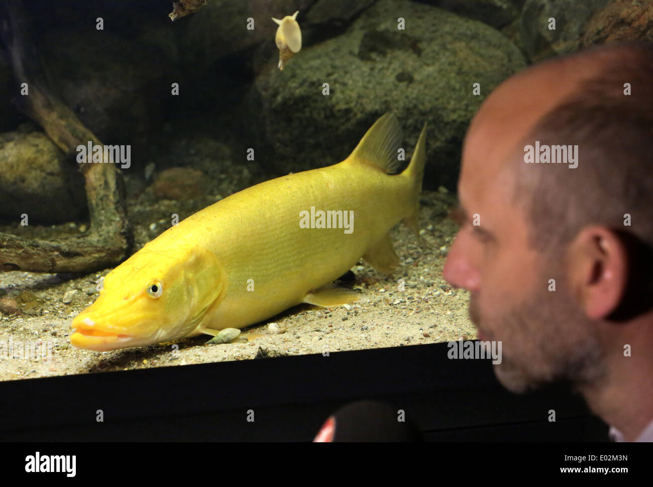 Waren, Germany. 30th Apr, 2014. Fish expert Marco Kastner looks at a ...