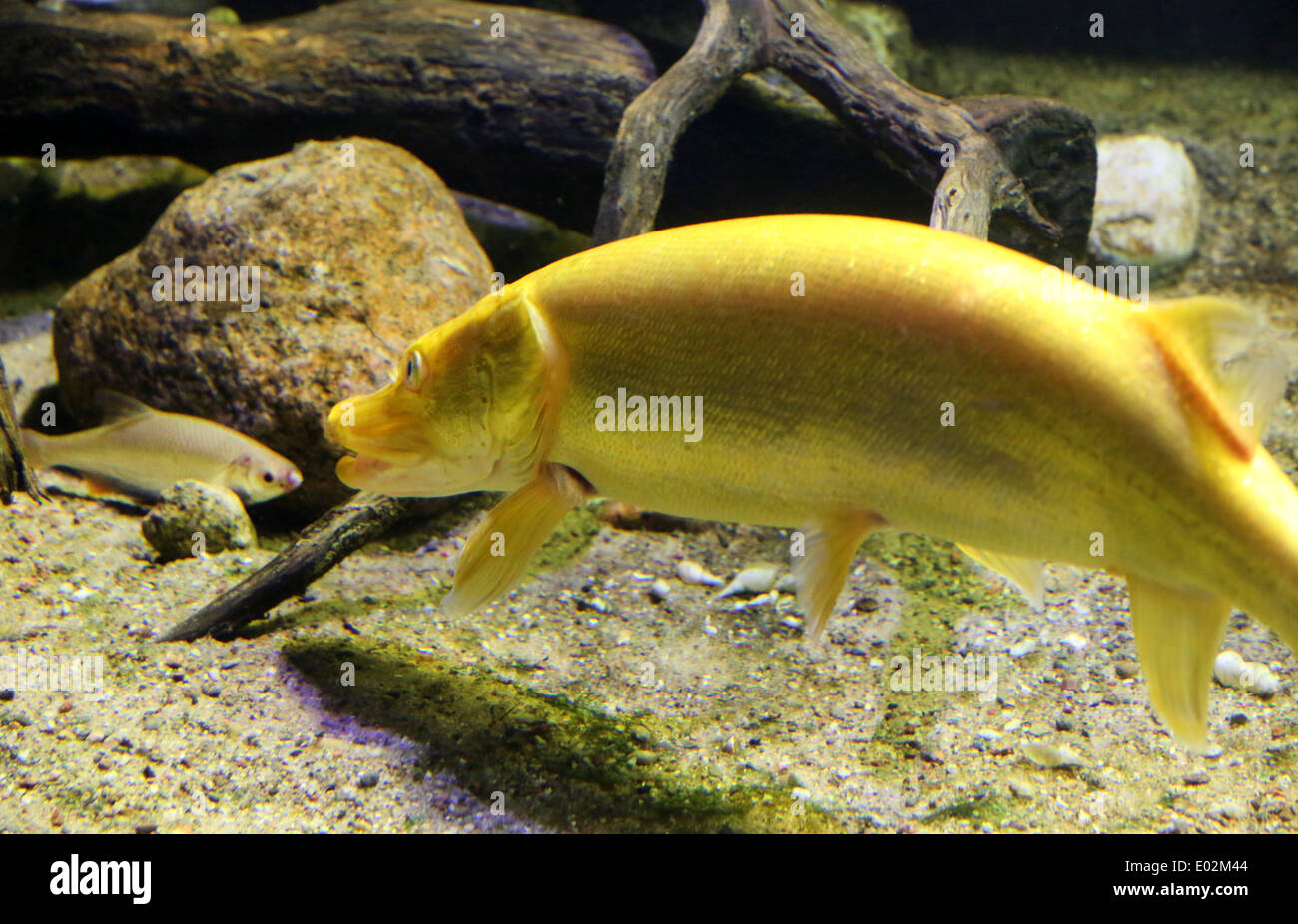 Waren, Germany. 30th Apr, 2014. A golden pike swims in its new Stock ...