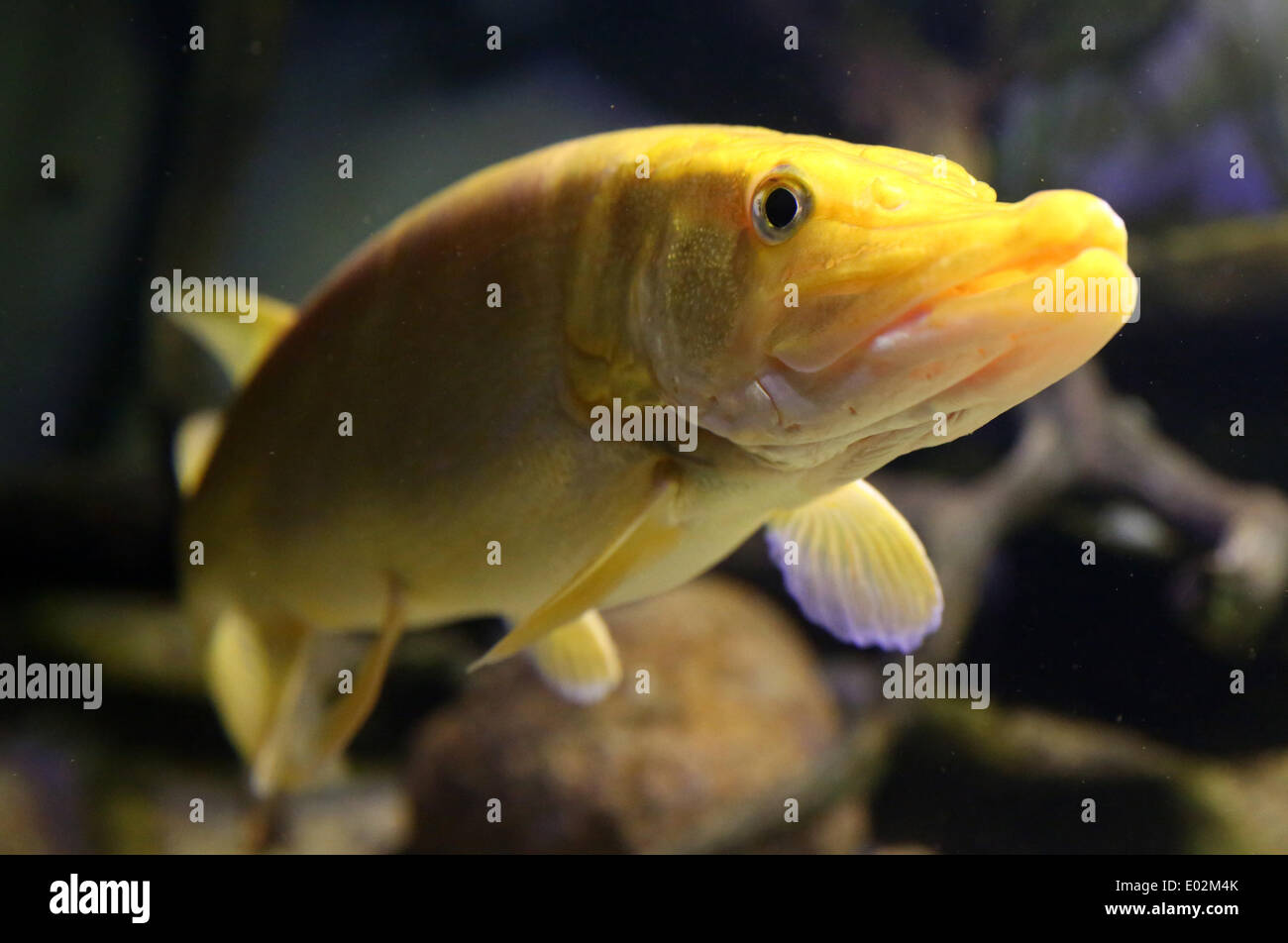 Private pike hi-res stock photography and images - Alamy