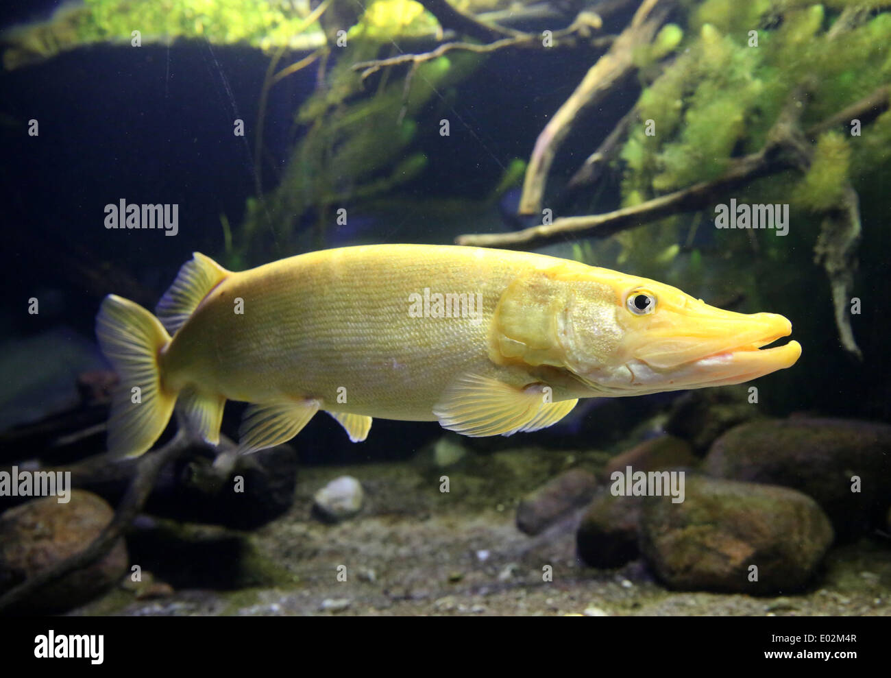 Waren, Germany. 30th Apr, 2014. A golden pike swims in its new aquarium ...